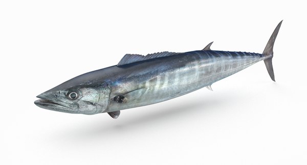 3D fish wahoo barracuda - TurboSquid 1296624