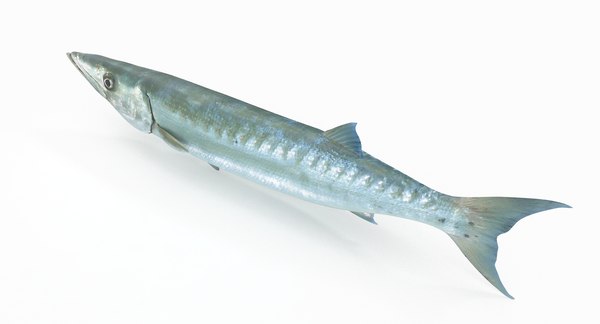 3D fish wahoo barracuda - TurboSquid 1296624