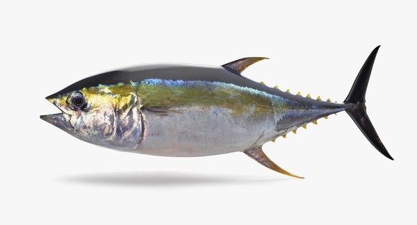 3D fish wahoo barracuda - TurboSquid 1296624