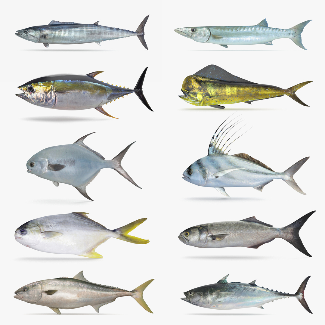3D fish wahoo barracuda - TurboSquid 1296624