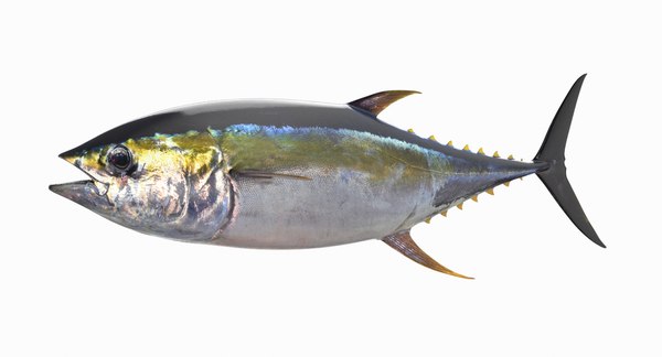 3D fish wahoo barracuda - TurboSquid 1296624