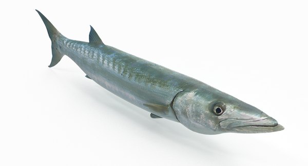 3D fish wahoo barracuda - TurboSquid 1296624