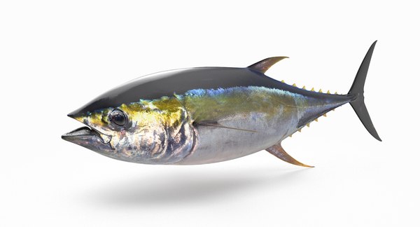 3D fish wahoo barracuda - TurboSquid 1296624
