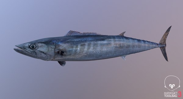 3D fish wahoo barracuda - TurboSquid 1296624