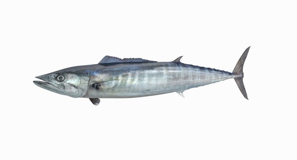 3D fish wahoo barracuda - TurboSquid 1296624