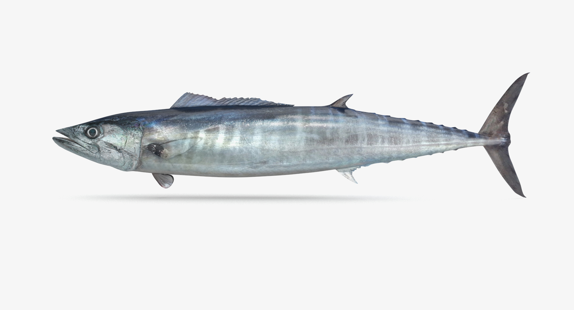 3D fish wahoo barracuda - TurboSquid 1296624