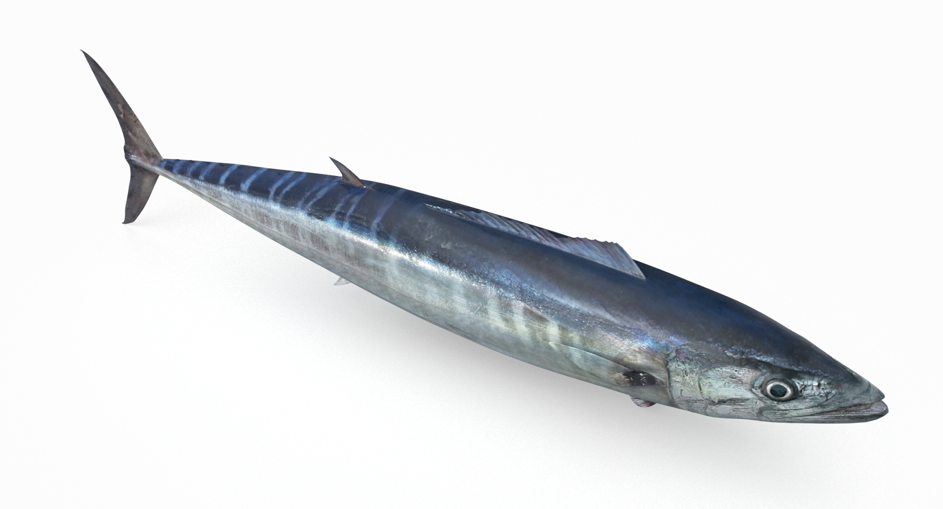 3D fish wahoo barracuda - TurboSquid 1296624