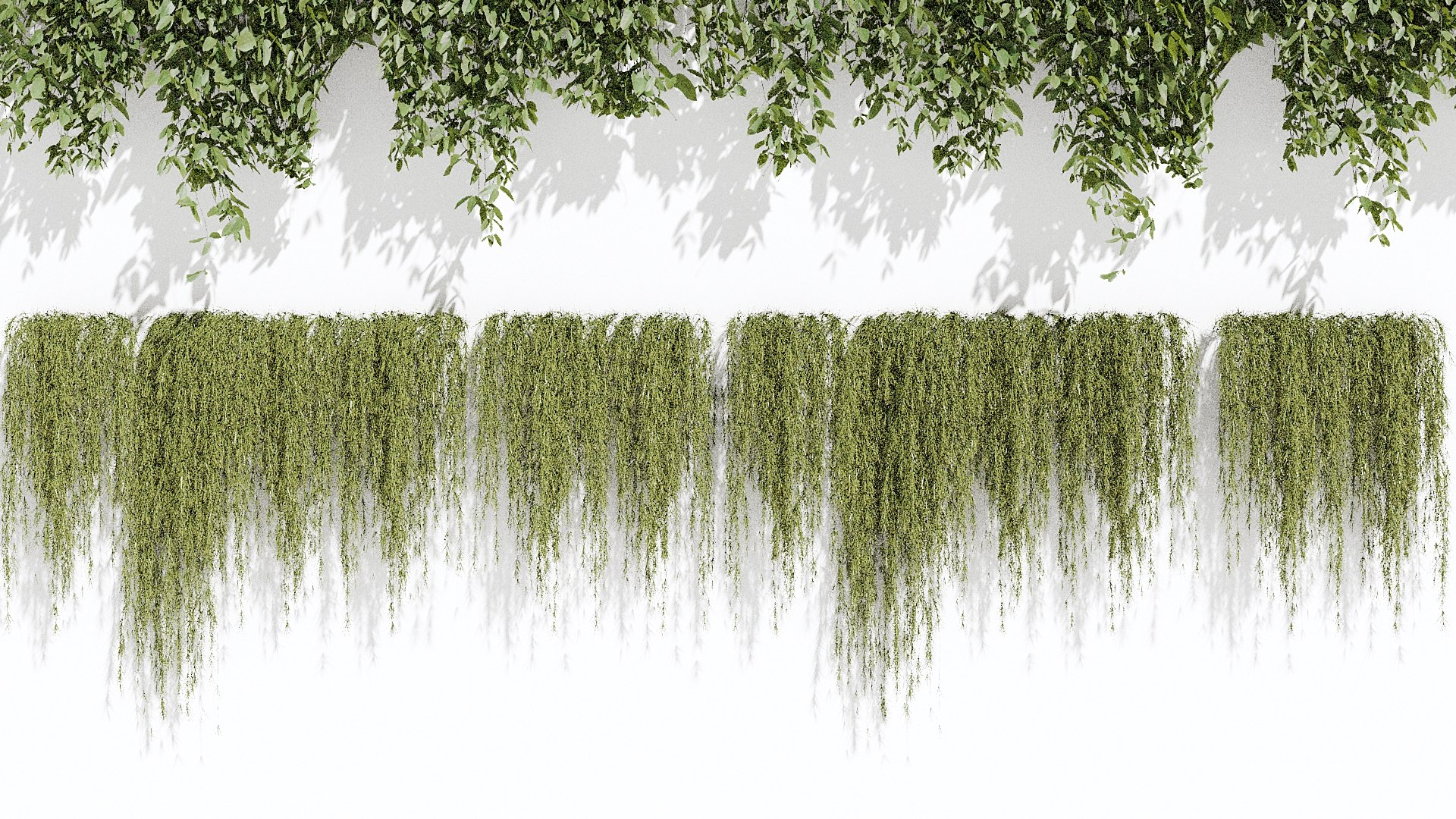 Ivy Plant 3D Model - TurboSquid 2221554