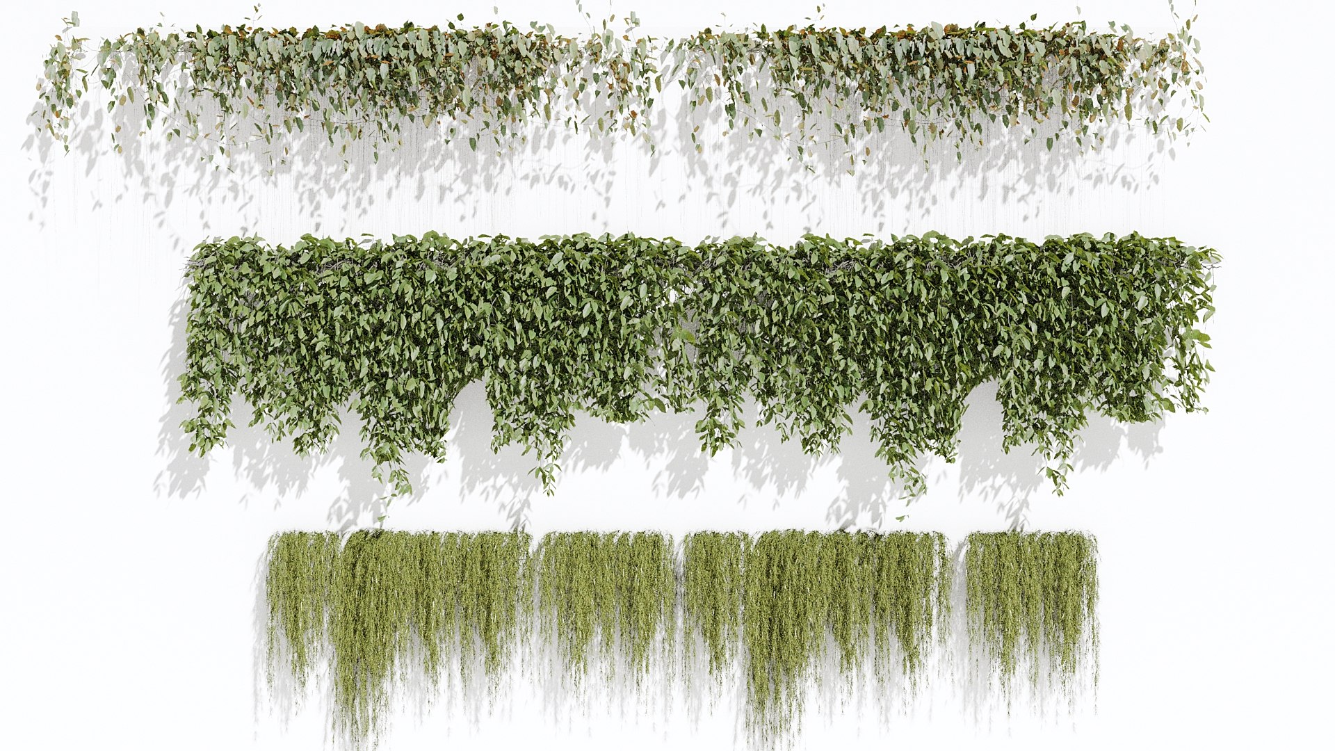 Ivy Plant 3D Model - TurboSquid 2221554