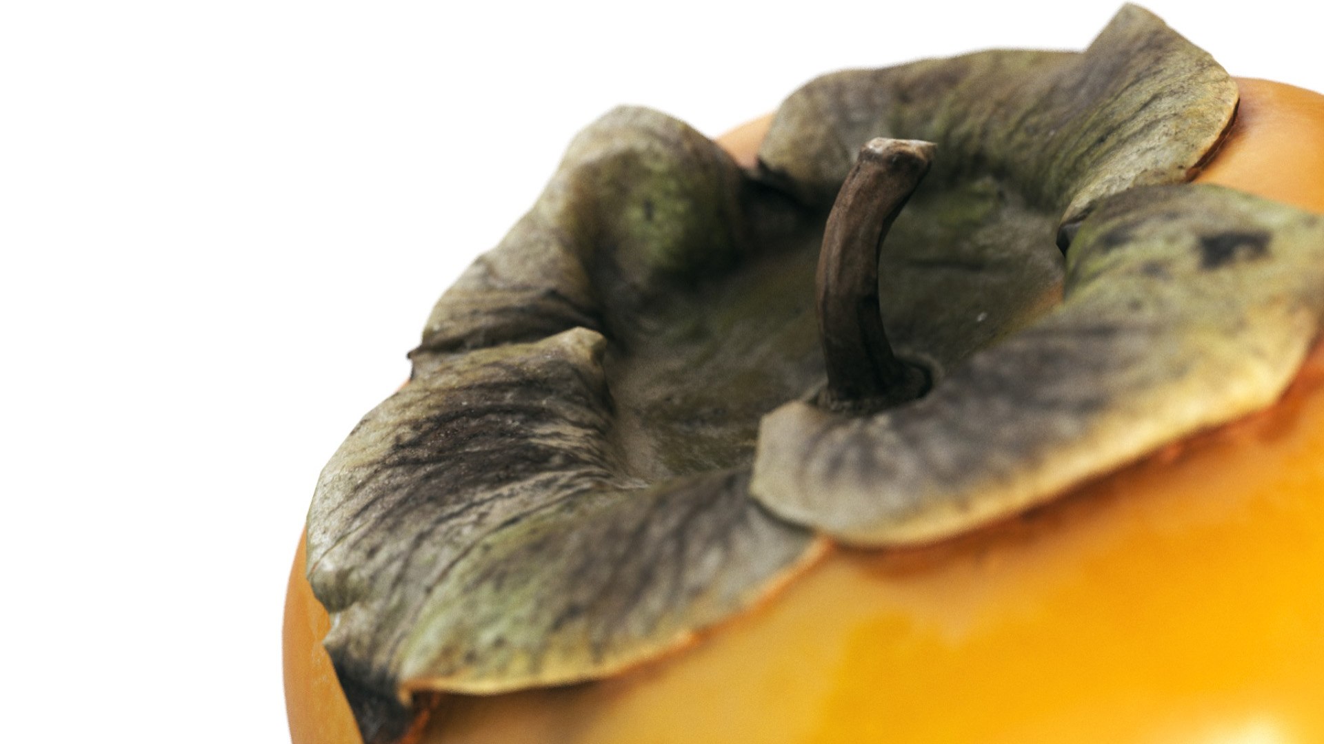Persimmon Scanned 4k 3D Model - TurboSquid 1859668