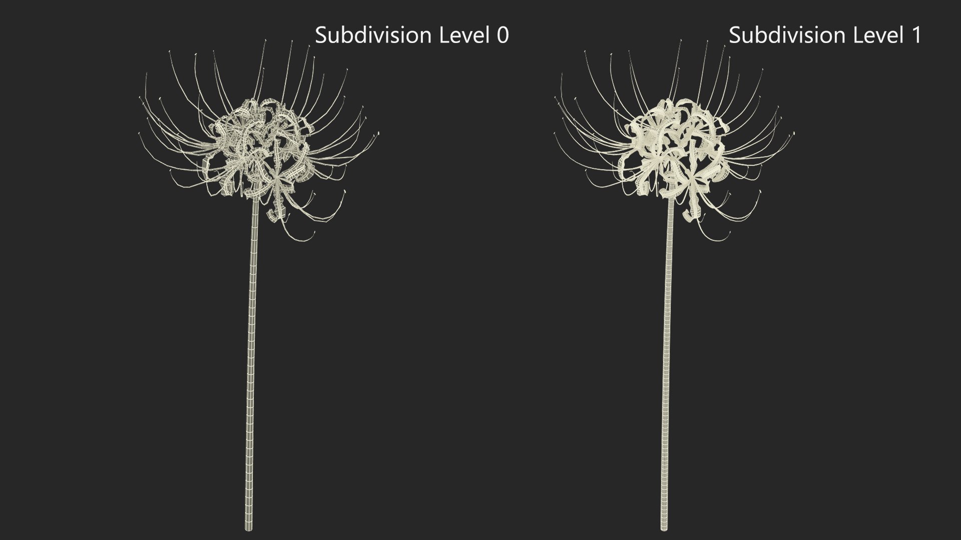Spider Lily Flower 3D Model - TurboSquid 2045912
