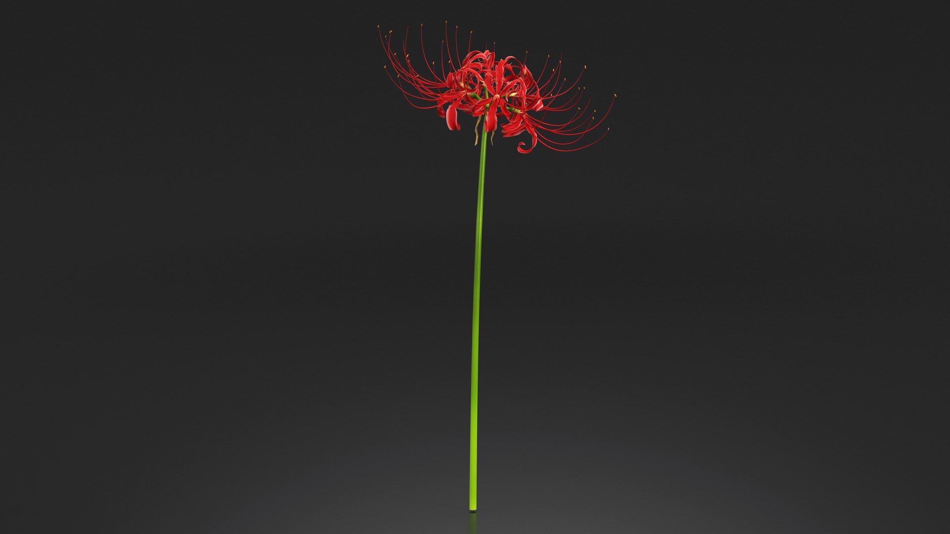 Spider Lily Flower 3D Model - TurboSquid 2045912