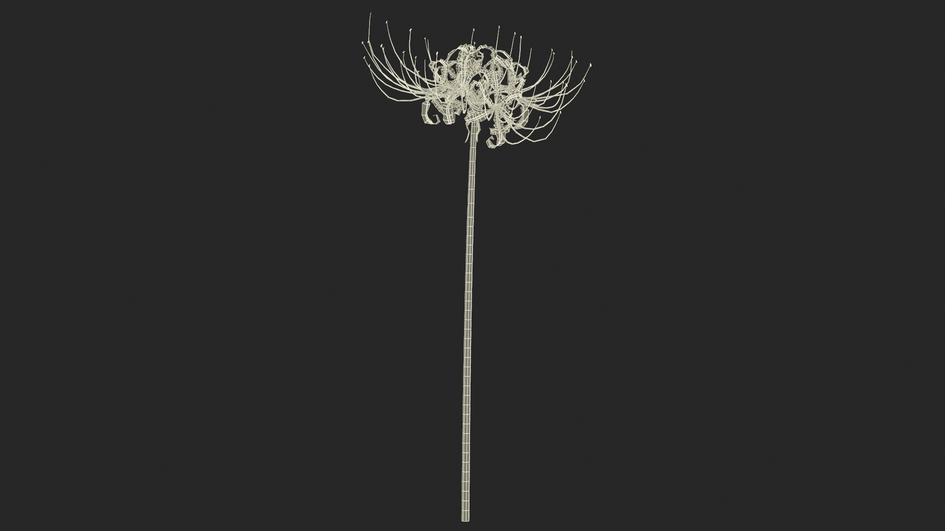 Spider Lily Flower 3D Model - TurboSquid 2045912
