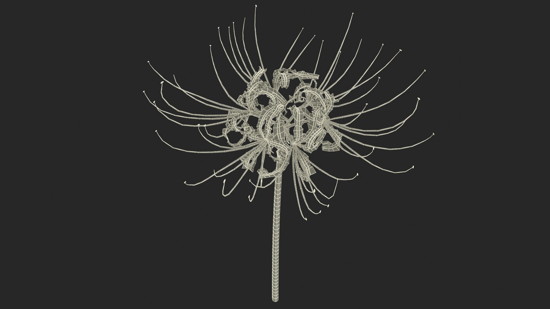 Spider Lily Flower 3D Model - TurboSquid 2045912