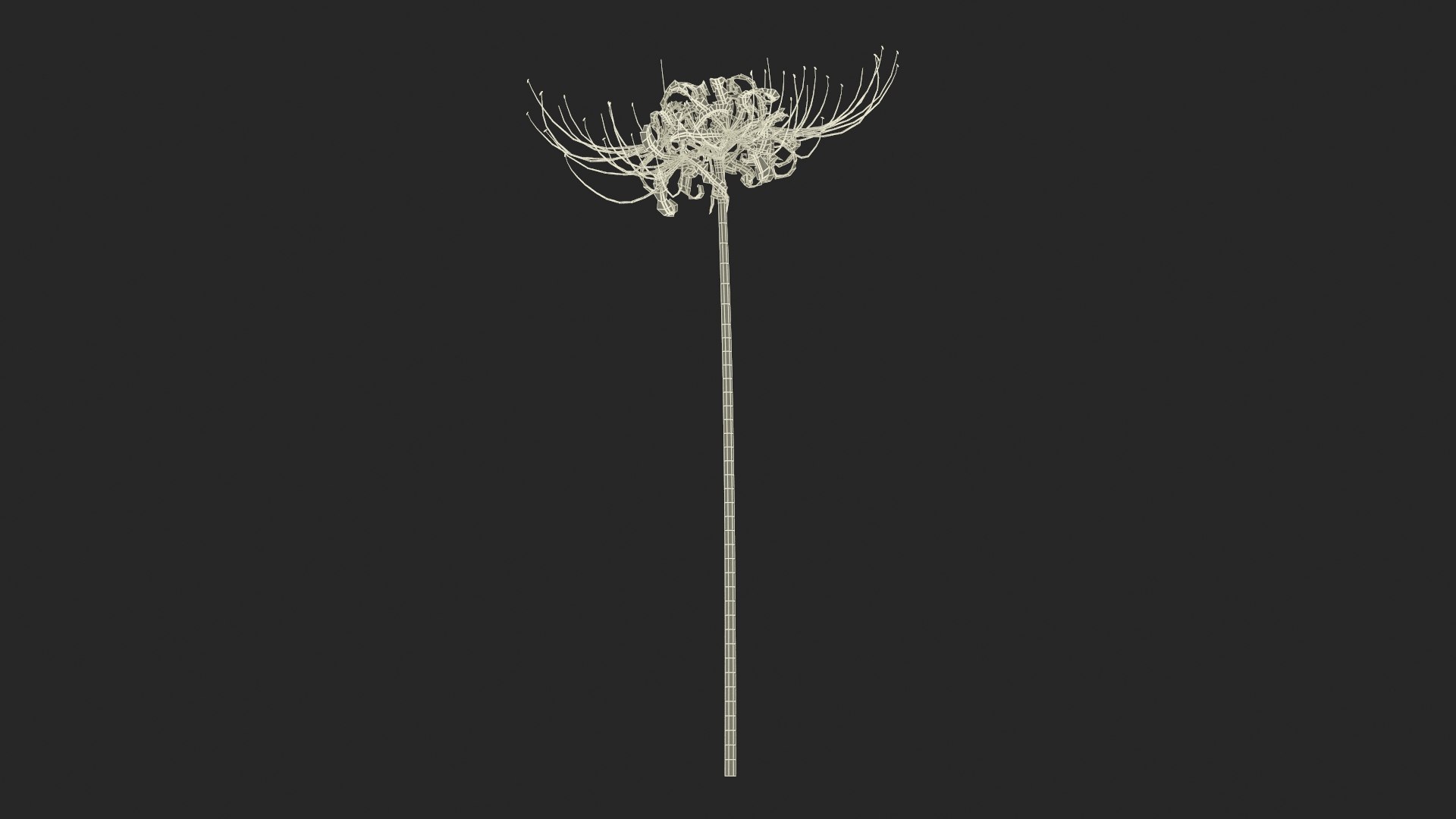 Spider Lily Flower 3D Model - TurboSquid 2045912