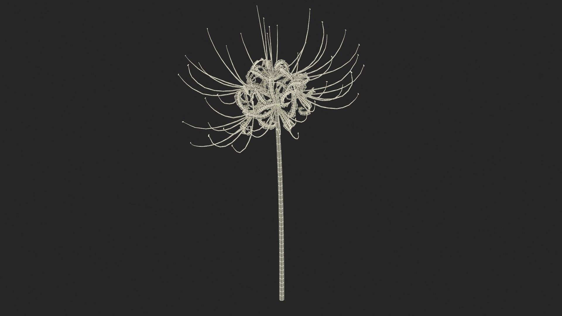 Spider Lily Flower 3D Model - TurboSquid 2045912