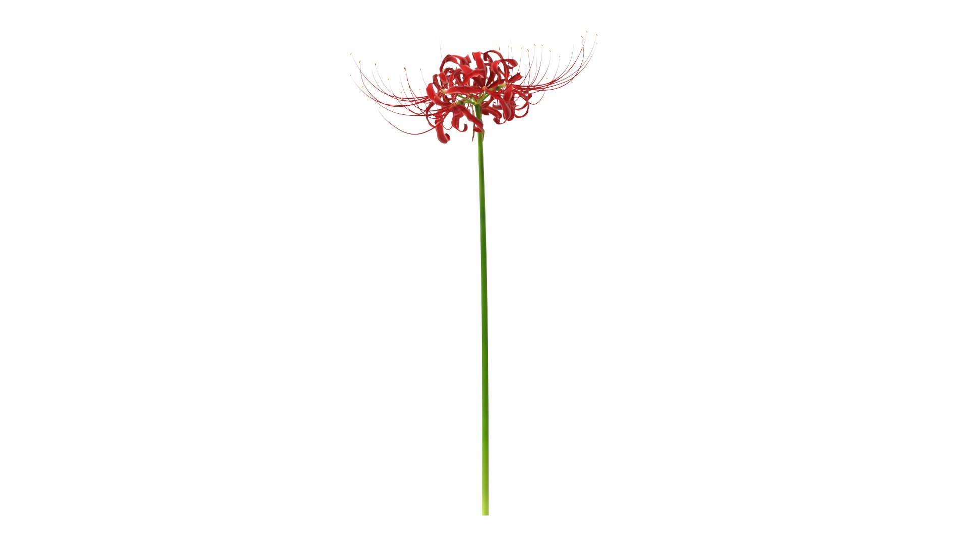 Spider Lily Flower 3D Model - TurboSquid 2045912