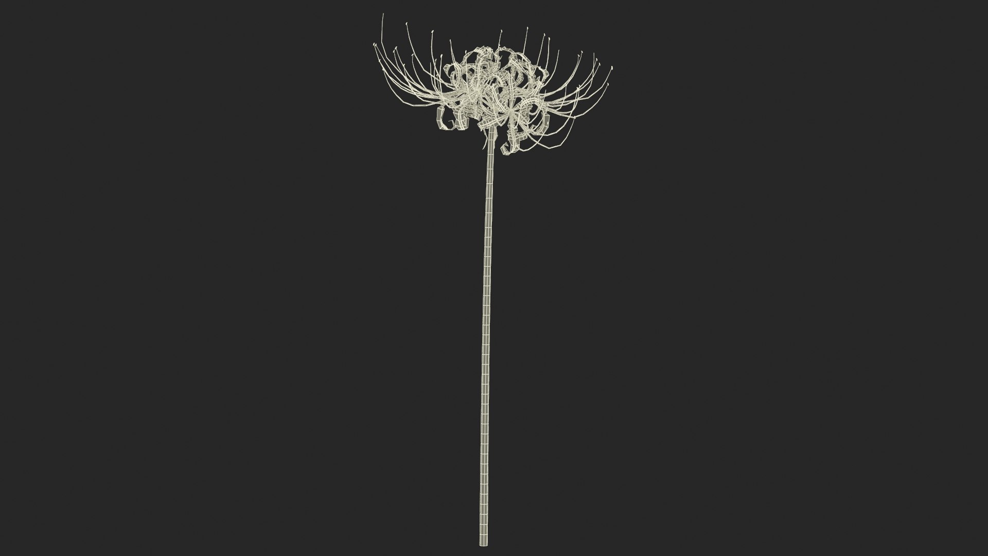 Spider Lily Flower 3D Model - TurboSquid 2045912