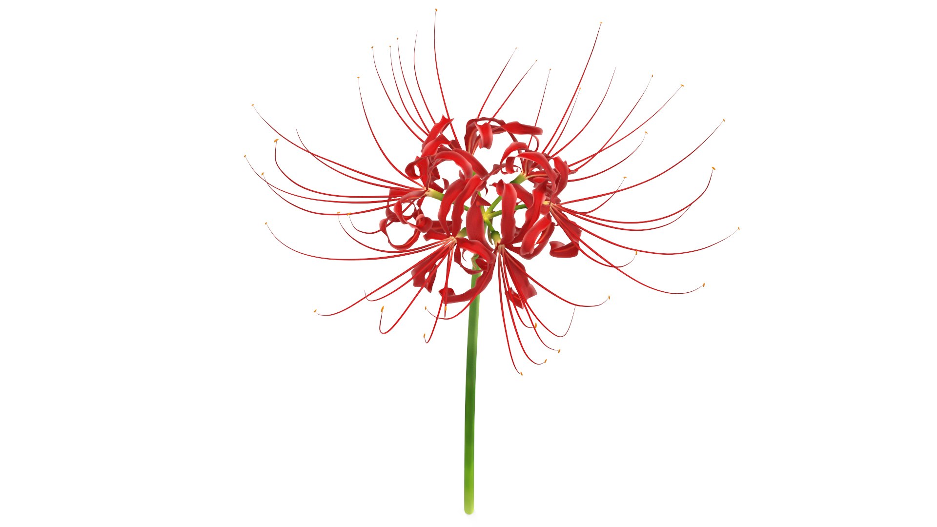 Spider Lily Flower 3D Model - TurboSquid 2045912