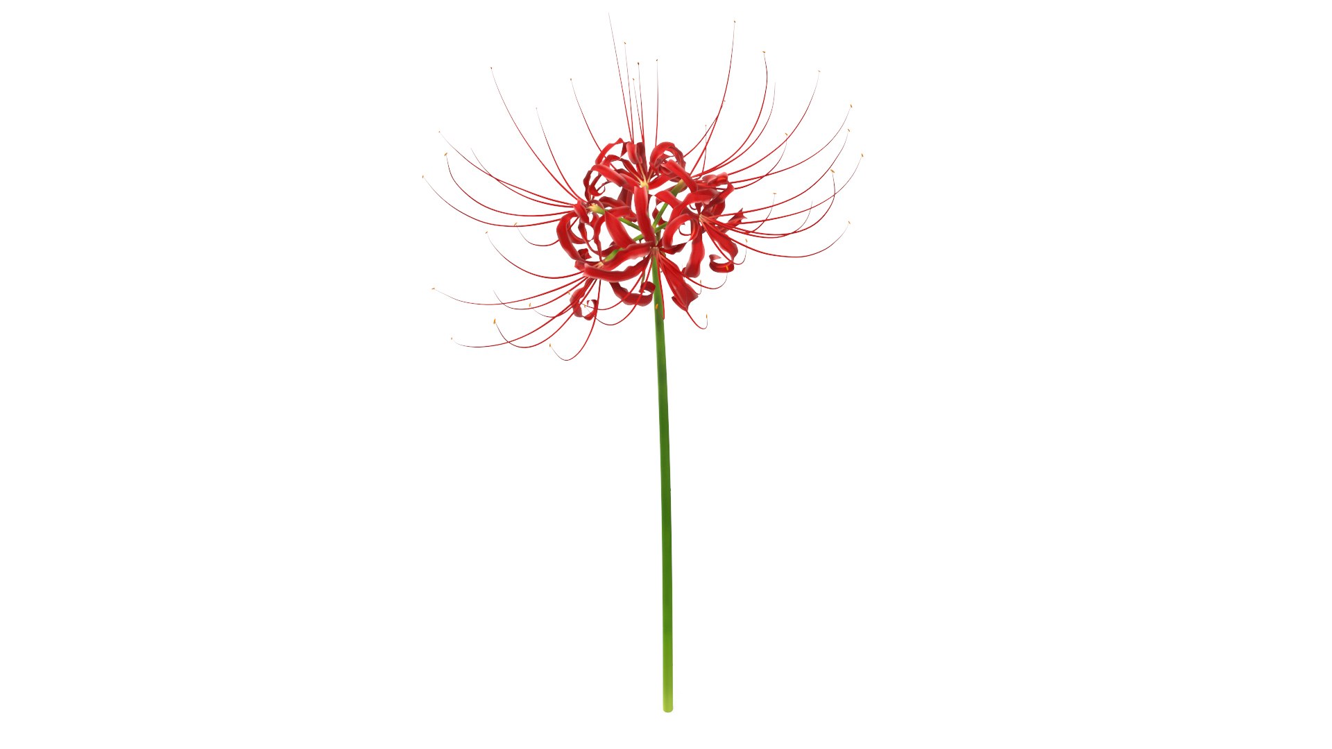 Spider Lily Flower 3D Model - TurboSquid 2045912