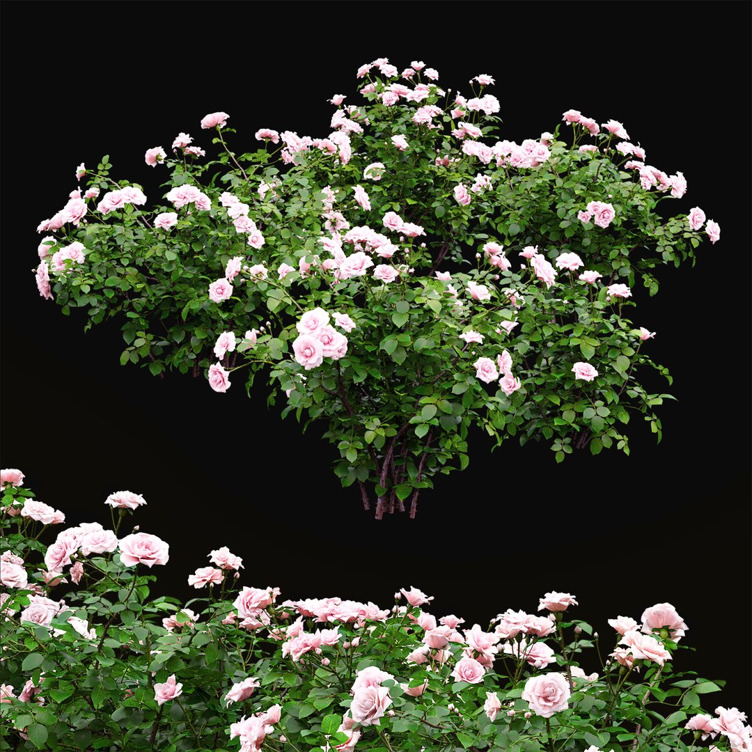 Rose Bushes 3D Model - TurboSquid 1698047