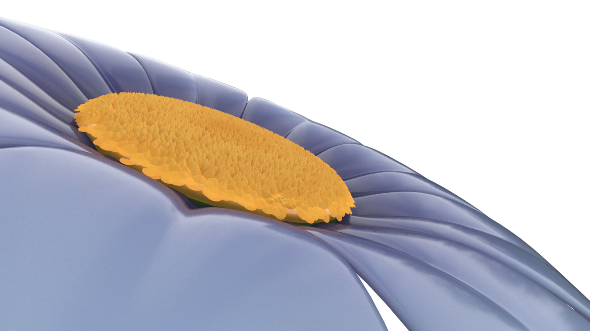 Growing Flower 3d Model