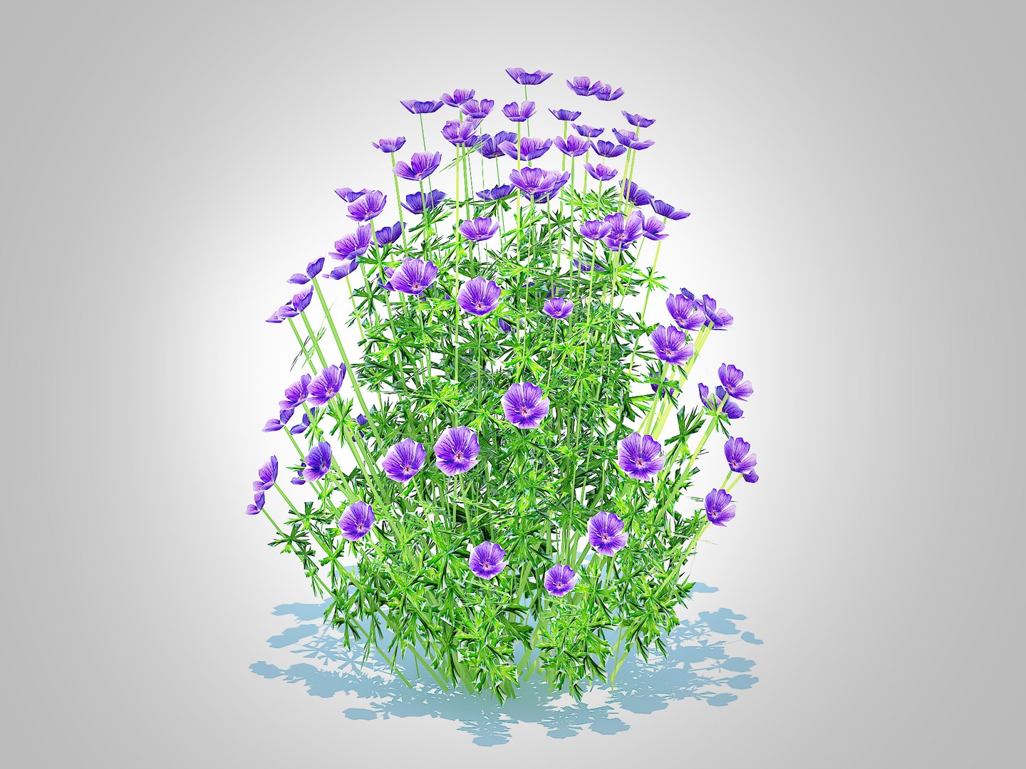 3D Geramium - Orion Cranesbill - TurboSquid 2306827