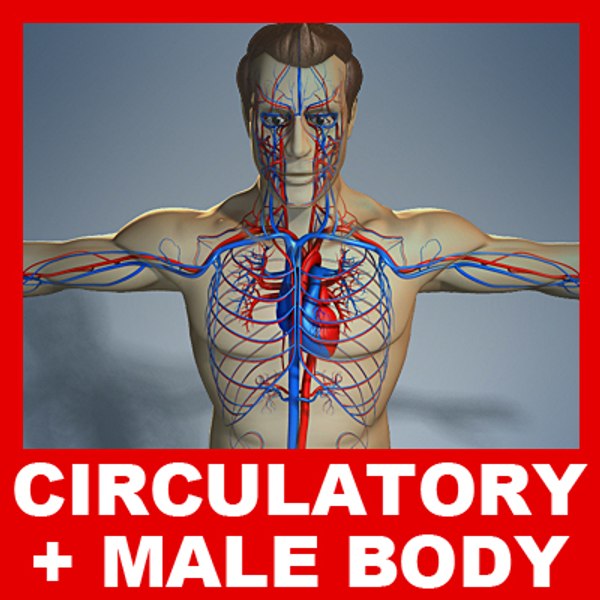 circulatory male human body max