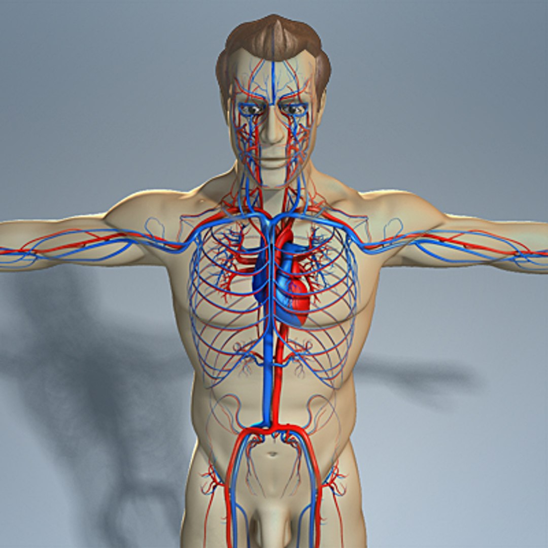 Circulatory Male Human Body Max