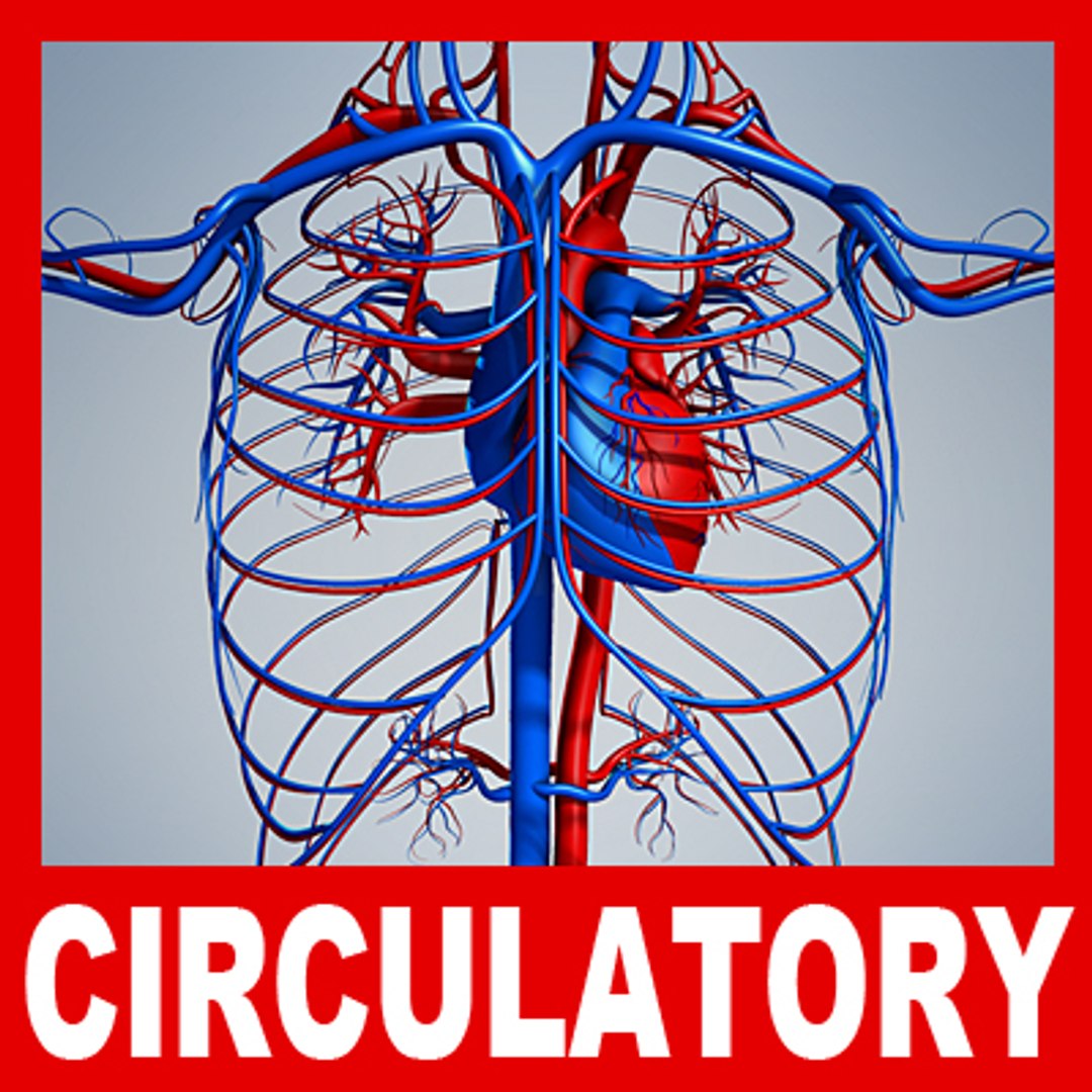 Circulatory Male Human Body Max