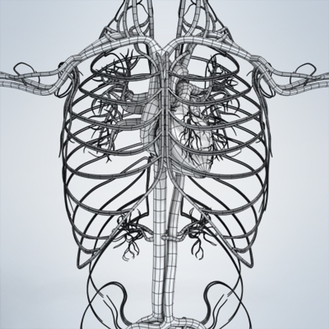 Circulatory Male Human Body Max