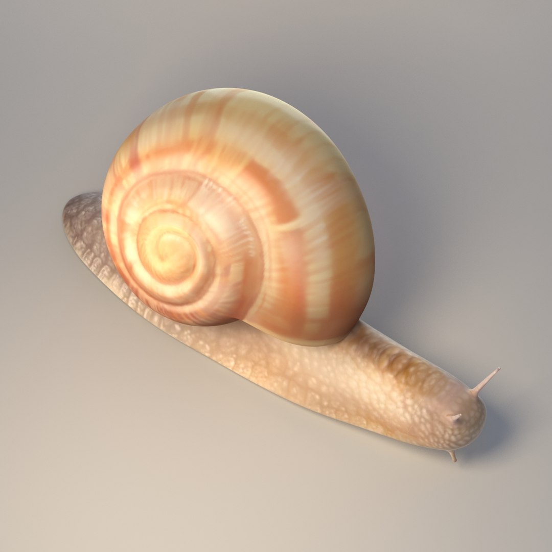 3D Snail Model - TurboSquid 1359135