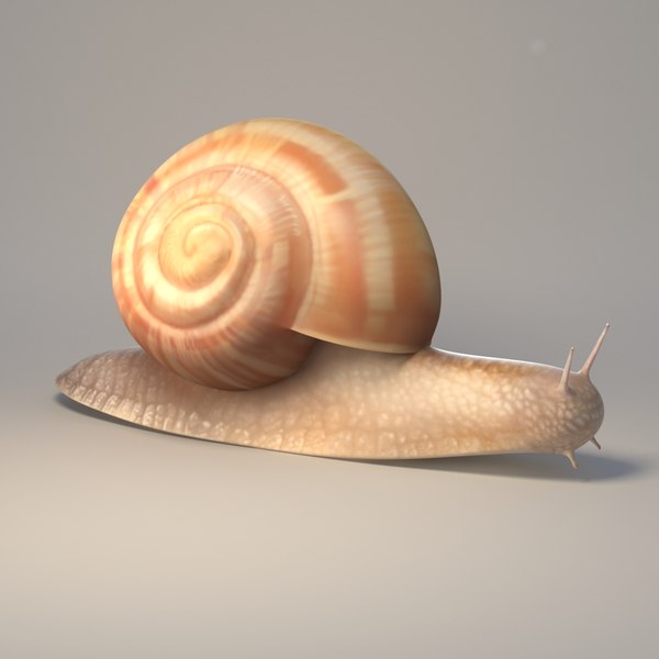 3D snail model - TurboSquid 1359135
