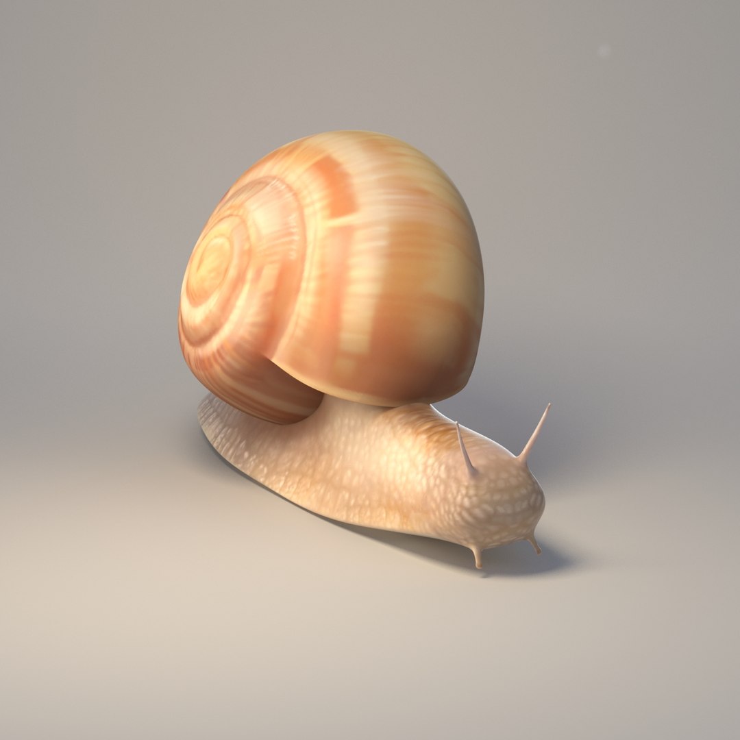 3D Snail Model - TurboSquid 1359135