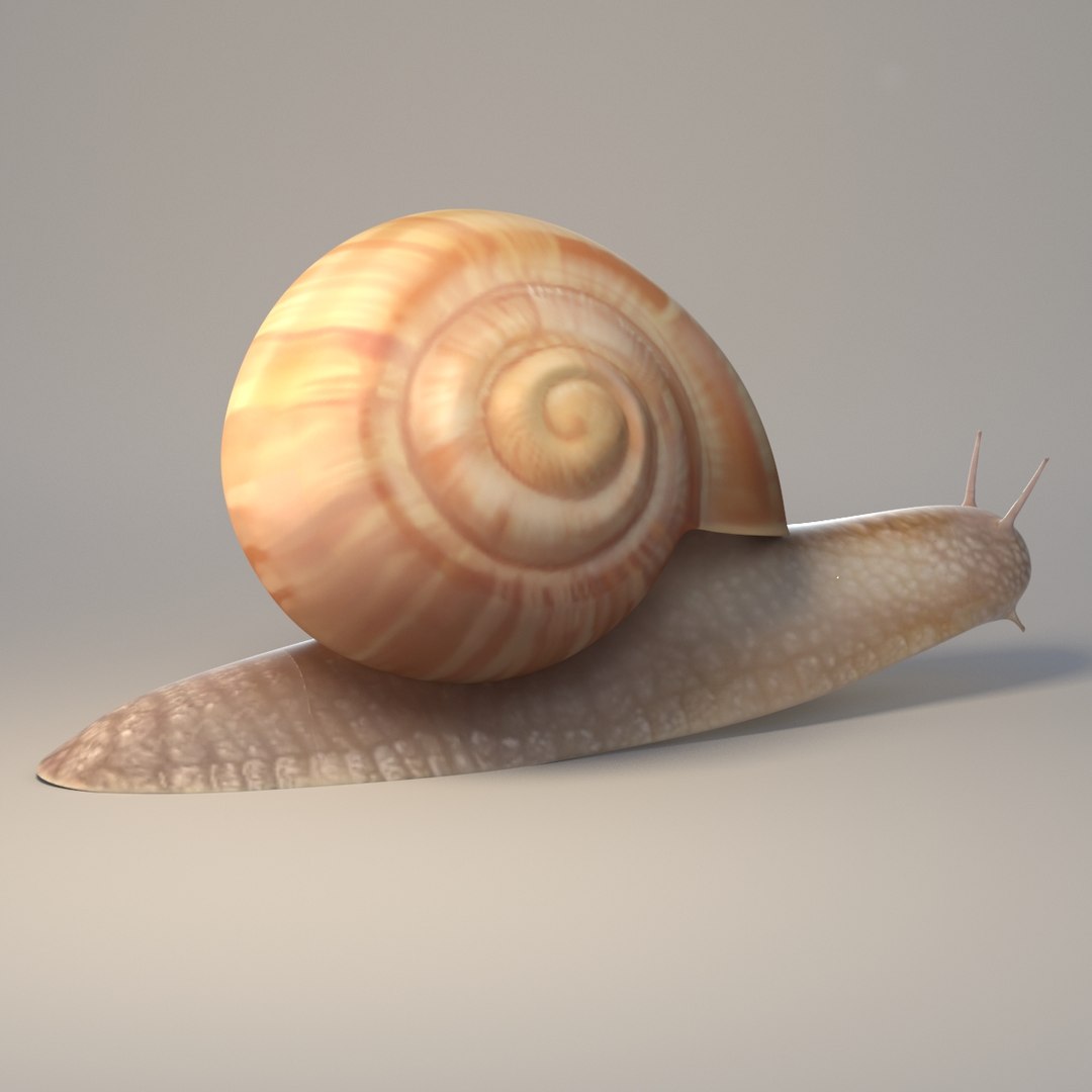 3D Snail Model - TurboSquid 1359135