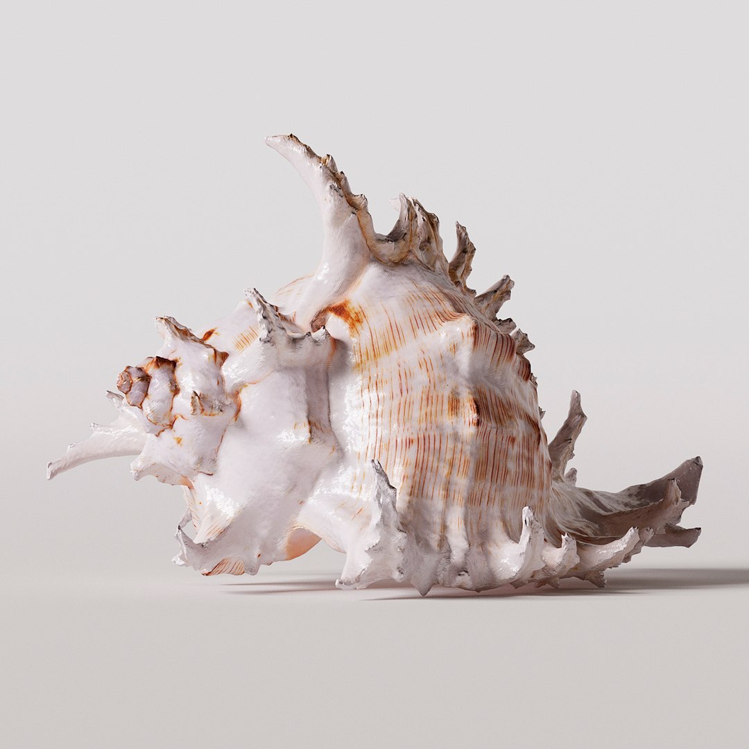 3D Seashell Corona - TurboSquid 1387094
