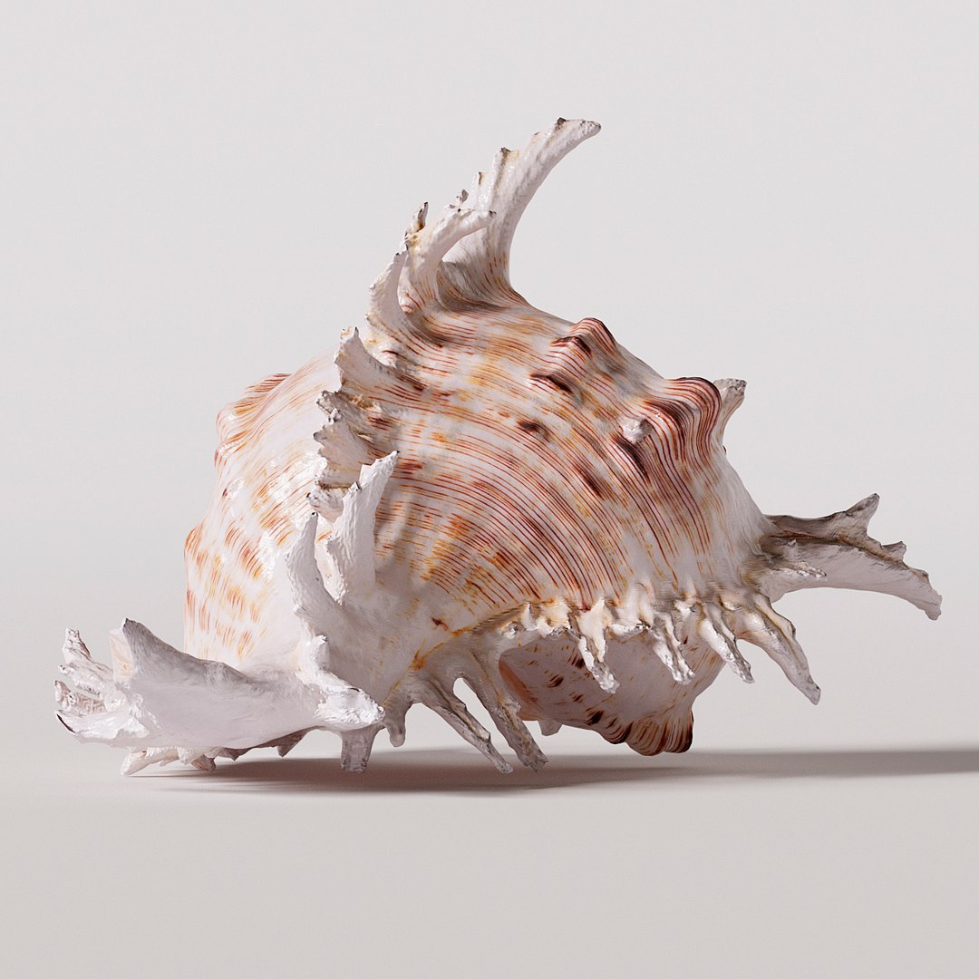 3D Seashell Corona - TurboSquid 1387094