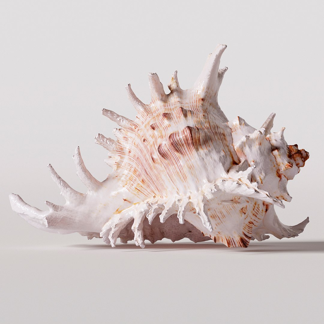 3D Seashell Corona - TurboSquid 1387094