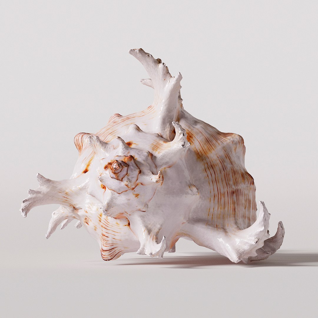 3D Seashell Corona - TurboSquid 1387094