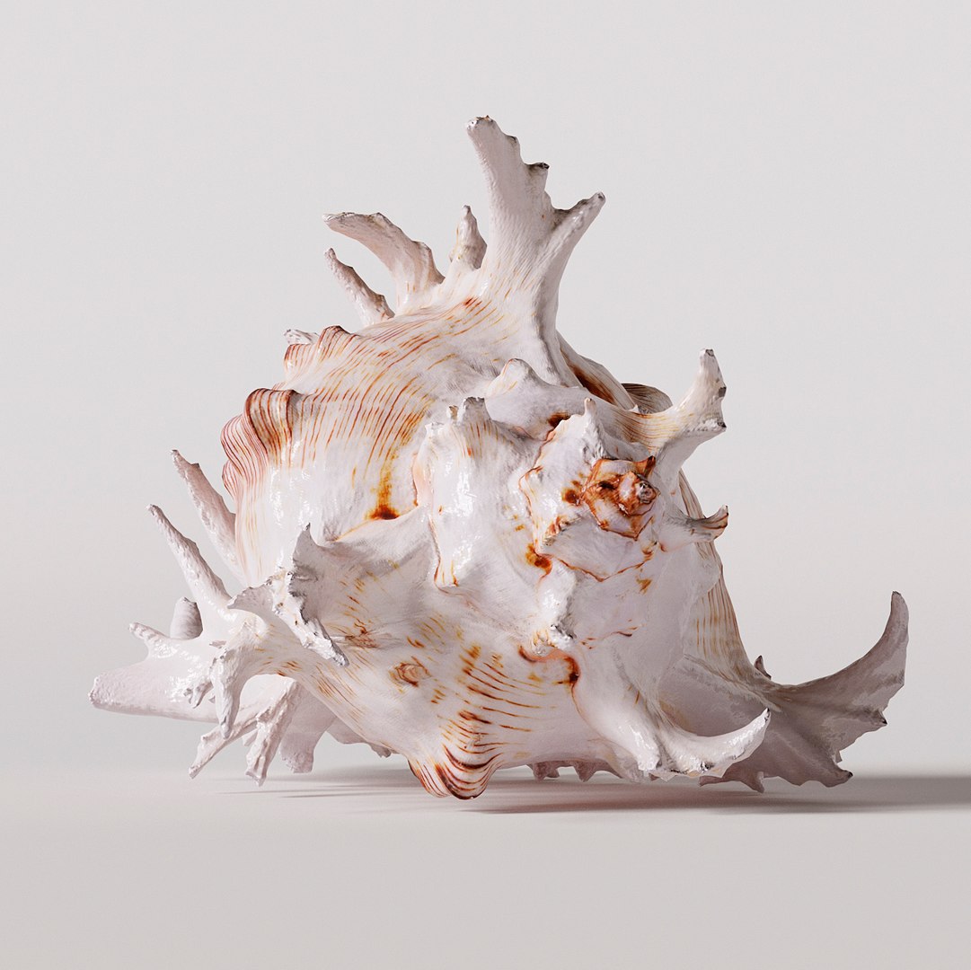 3D Seashell Corona - TurboSquid 1387094