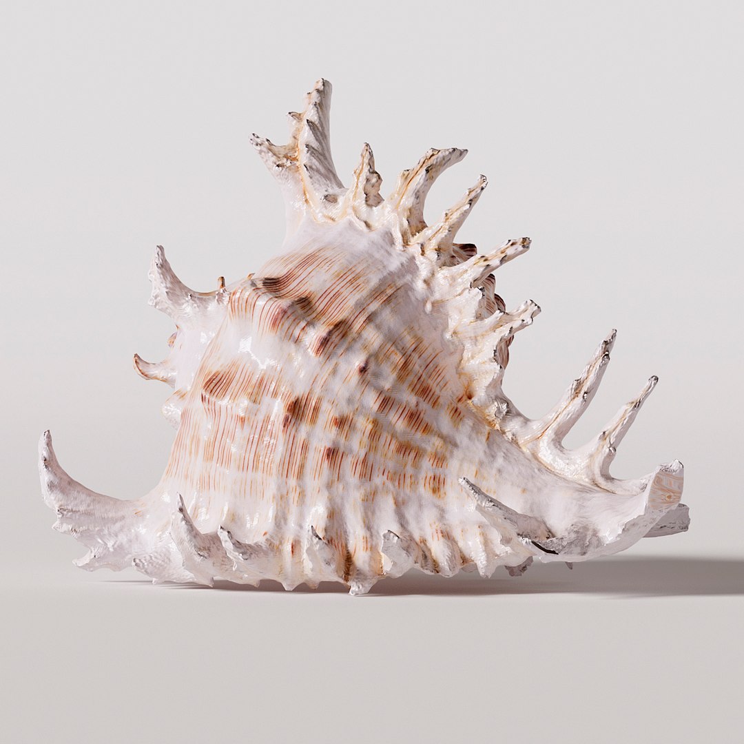 3D Seashell Corona - TurboSquid 1387094