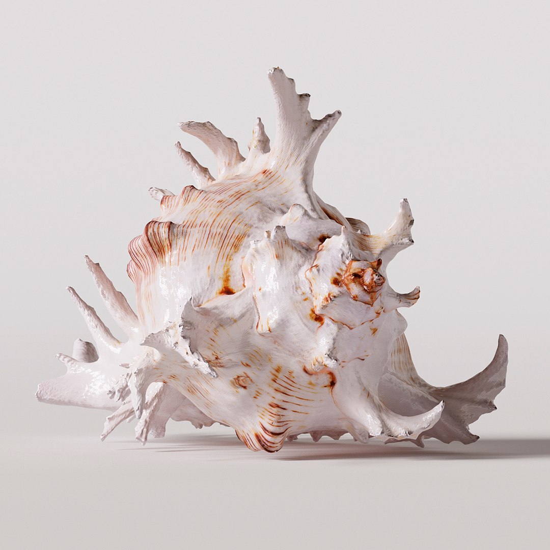 3D Seashell Corona - TurboSquid 1387094