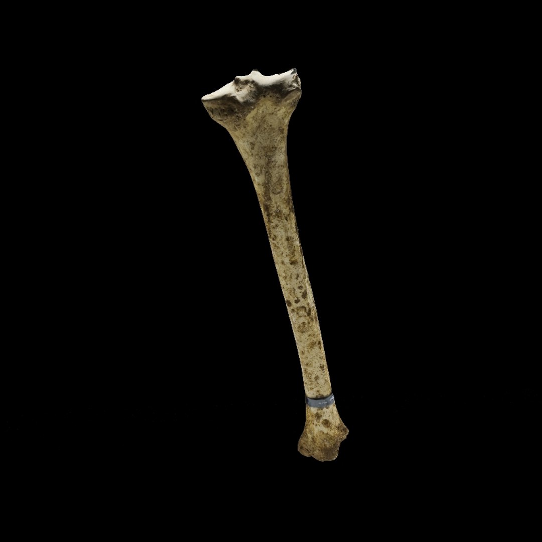3D Human Tibia Model - TurboSquid 1234604