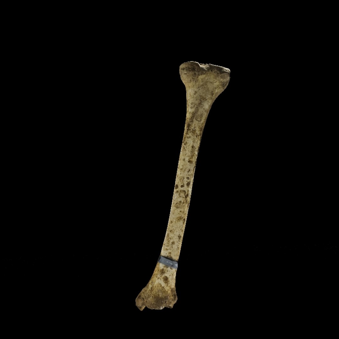 3D Human Tibia Model - TurboSquid 1234604