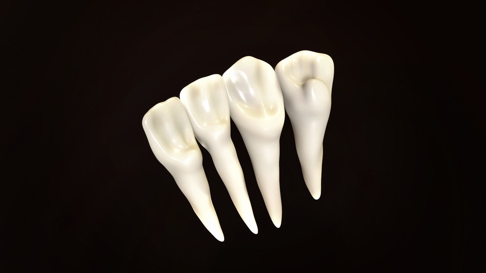 Teeth Pack 3D Model - TurboSquid 1683732