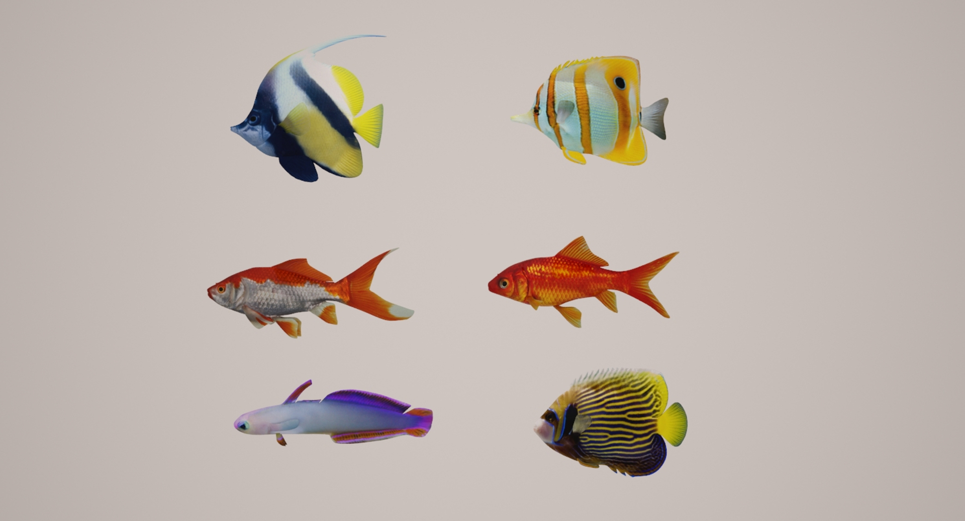 Fish Marine Tropical 3d Model