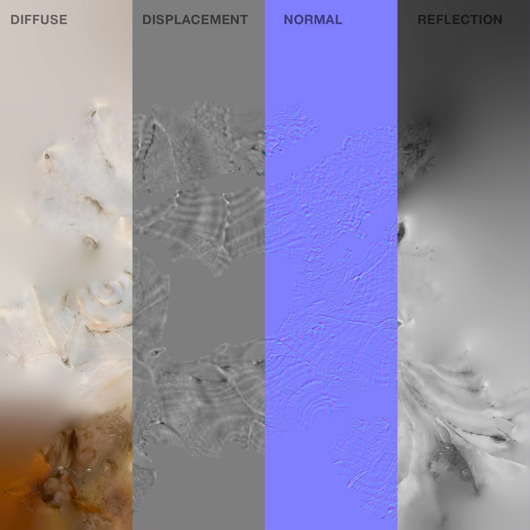 3D sea shell model - TurboSquid 1543020