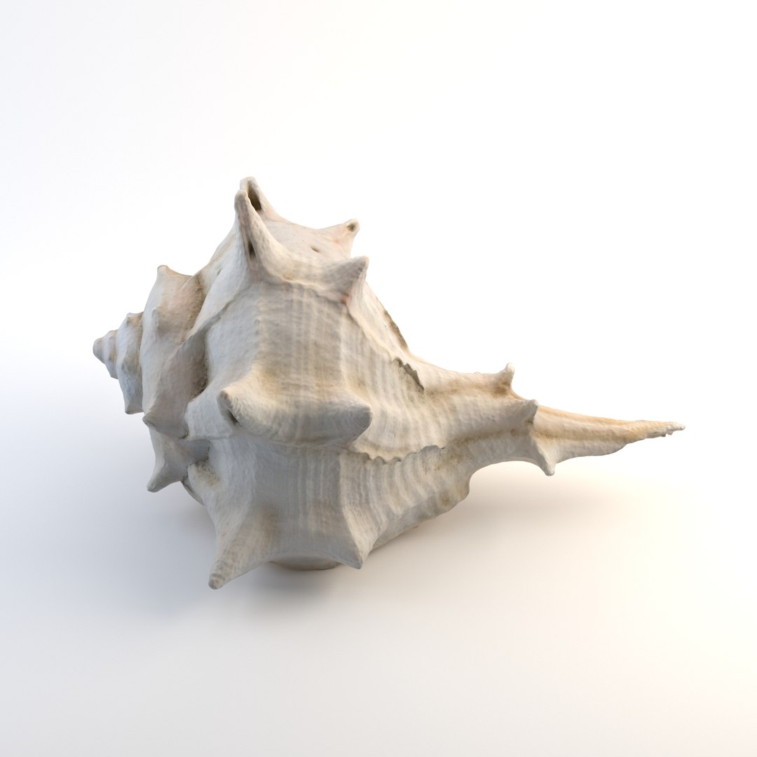 3D sea shell model - TurboSquid 1543020