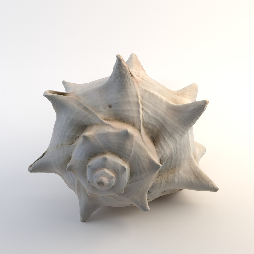 3D sea shell model - TurboSquid 1543020