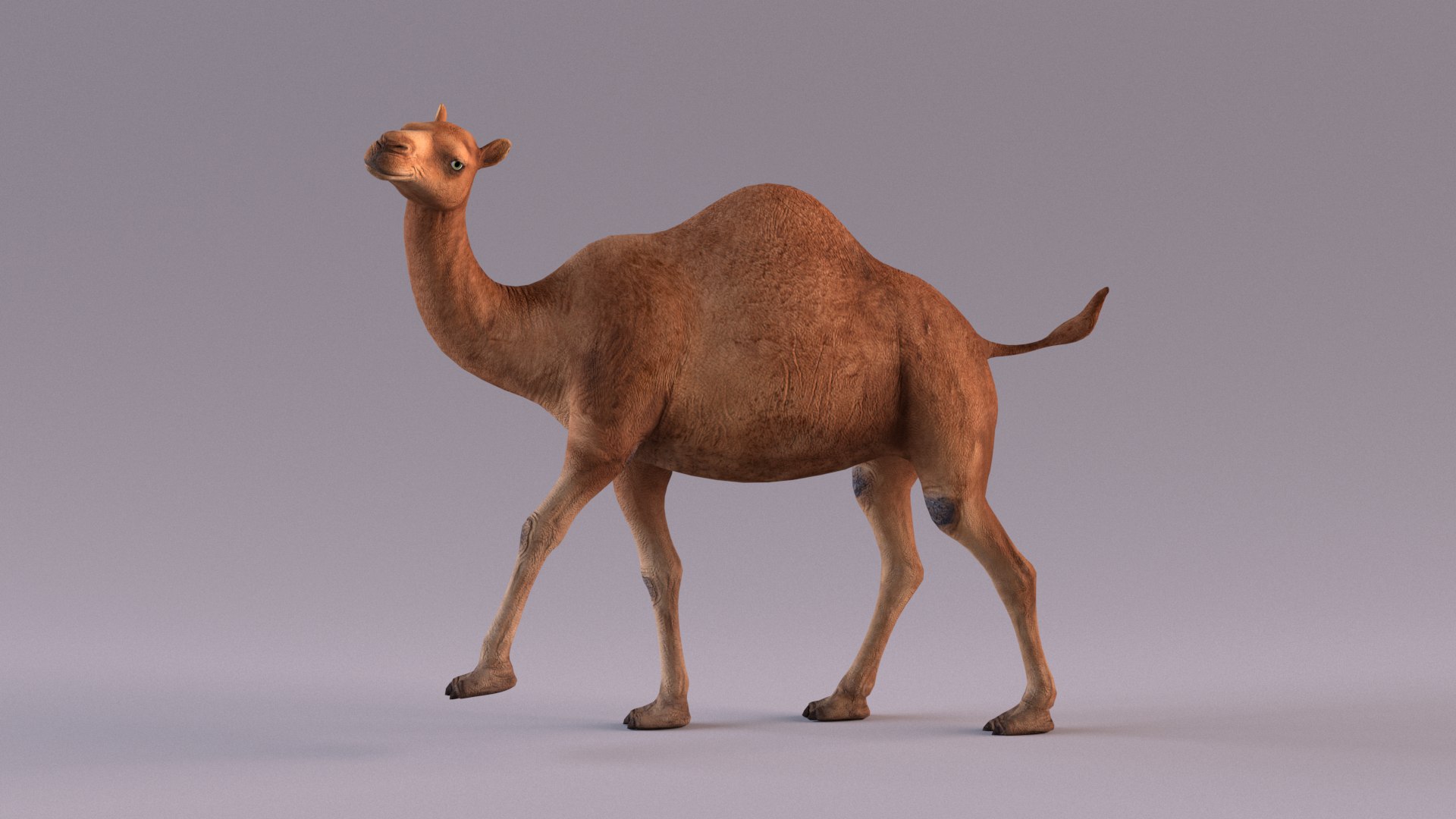 3D Camel Rigged - TurboSquid 2302454
